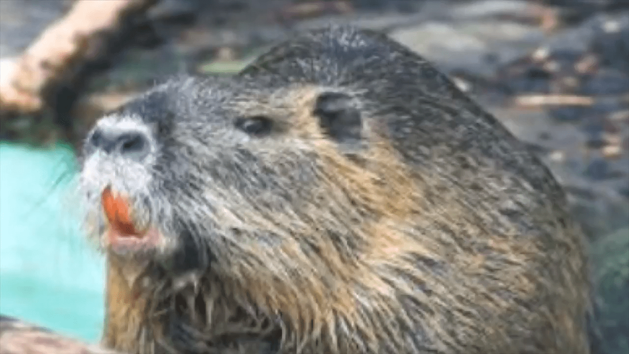 Wildlife officials propose eating invasive nutria to protect Florida’s ...