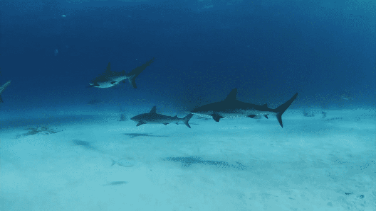Two American tourists injured in apparent shark attack in the Bahamas ...